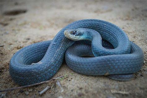 Blue Racer Schlangenbiss