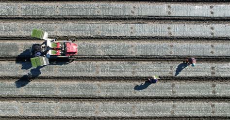 하늘에서 본 양파 모종심기 모습은