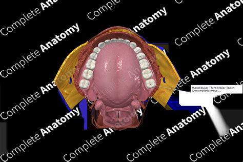 Mandibular Third Molar Tooth Complete Anatomy