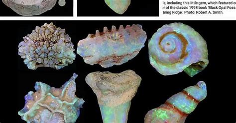 Opalized Fossils Album On Imgur