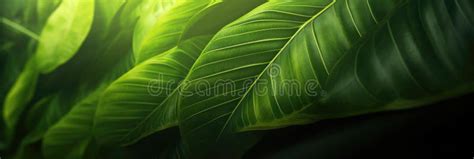 Abstract Green Leaf Texture Nature Background Stock Illustration