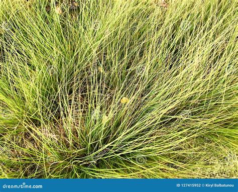 Texture Of Beautiful Green Long Thin Fluffy Unusual Natural Grass The