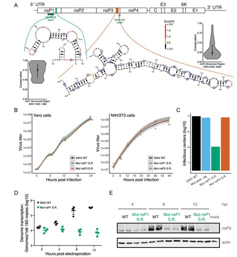 Novel Virus Structures Tune Sinv Growth A Structures For The New