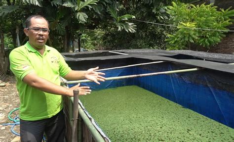 Mengenal Dan Menerapkan Cara Budidaya Tanaman Azolla Dengan Sukses