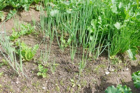 양파 심는시기 모종 심기 수확 방법 네이버 블로그