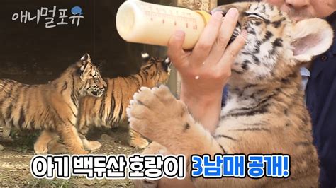 이제 그만 커도 될 것 같다🐯 ️100일을 맞은 아기 백두산 호랑이 3남매 대공개 Kbs 뉴스 2022 방송 Youtube