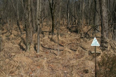 Outdoor Illinois Journal Landscaping With Native Grasses