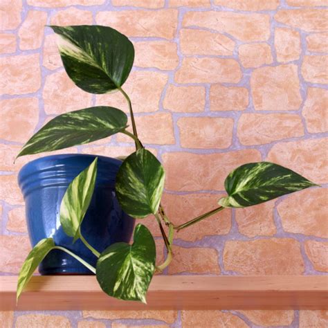 ¿qué Es Una Planta Potus Cultivo Y Cuidados