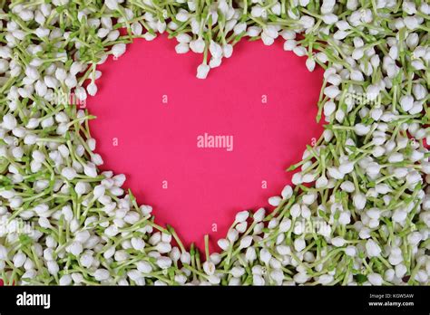 Jasmine Flower With Heart Symbol Stock Photo Alamy
