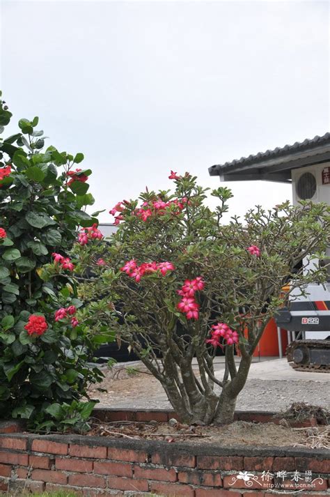 沙漠玫瑰Adenium obesum 花卉图片网