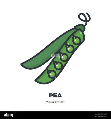 Peas In The Pod Legume Vegetable Icon Outline With Color Fill Style Vector Illustration Stock