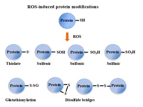 Glutathionesystem Cyanobacteria Antioxidants Mdpi
