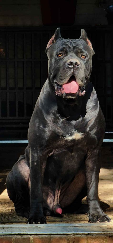 Neapolitan Mastiff Wolf Mix