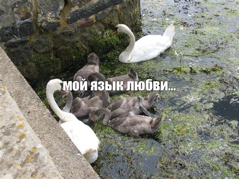 Мем мой язык любви Все шаблоны Meme