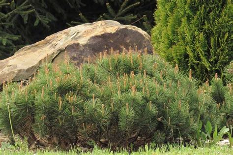 Pin On Mugo Pine
