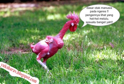 KUMPULAN PHOTO BUGIL AYAM KAMPUS Pondok Reot