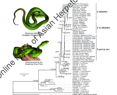 Bayesian Inference Bi And Maximum Likelihood Ml Analyses Trees Of