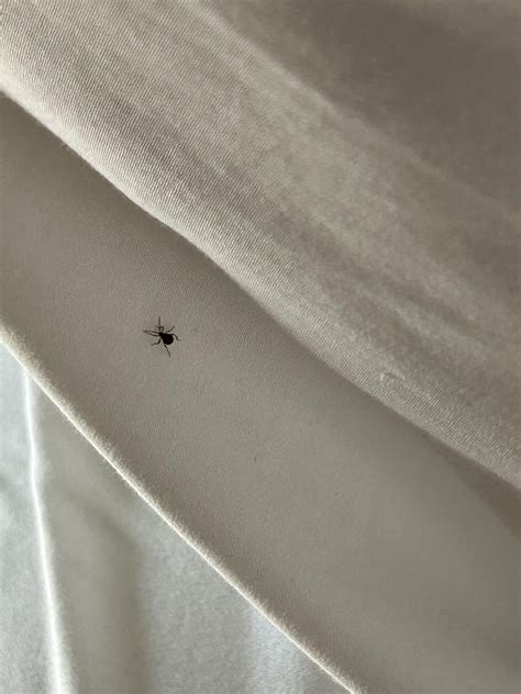 Please Tell Me This Isnt A Bed Bug Rwhatisthisbug