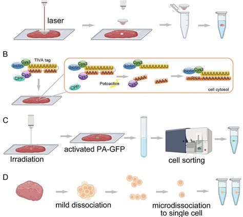 Advances In Spatial Transcriptomics And Its Applications In Cancer Research Bohrium