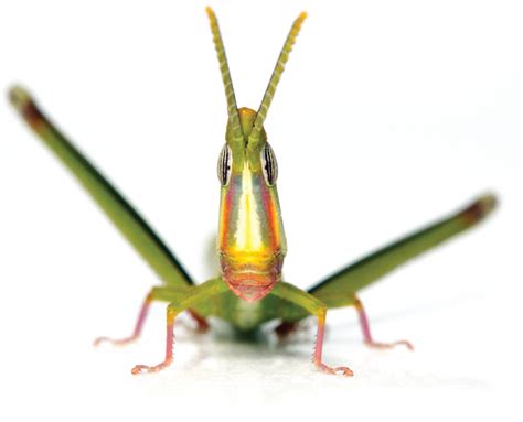 Grasshopper Sinuses