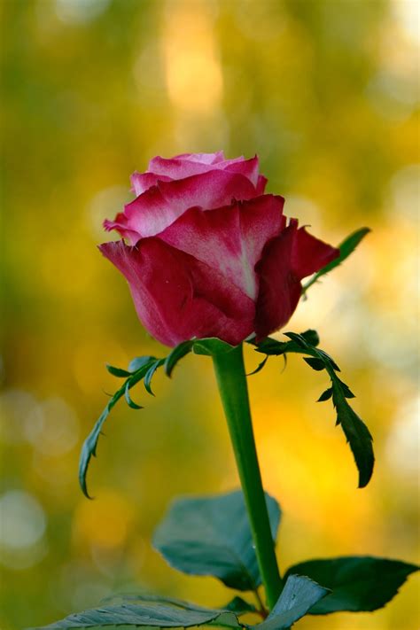 꽃 장미 블 룸 Pixabay의 무료 사진 Pixabay