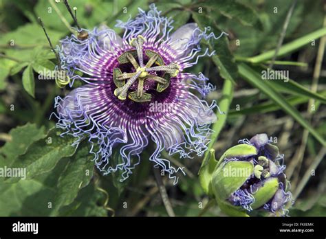 Wild Passion Flower Detail In Capon Valley Of Chapada Diamantina Stock