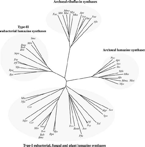 phylogenetic analysis of the quaternary arrangements of lumazine