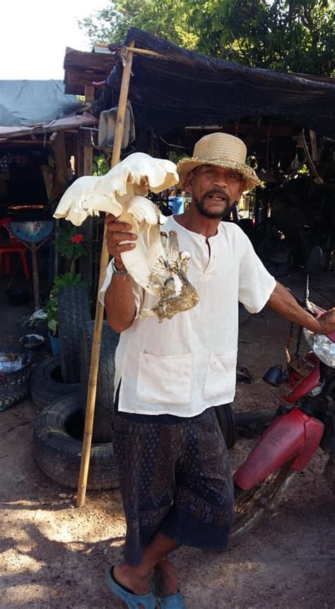 เห็ดโคนตีนช้าง เห็ดมิวกี้ อำเภอบ้านด่านลานหอย