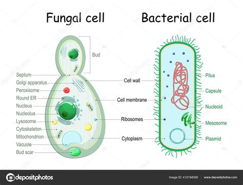 Yeast Cell
