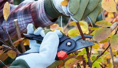 Professional Tree Pruning Services Best Practices For Healthy Trees