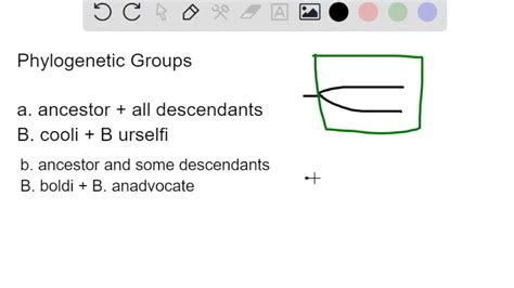 Solved Phylogeny Phylogeny Phylogeny 014 Examine The Following Table Characters In Four Shared