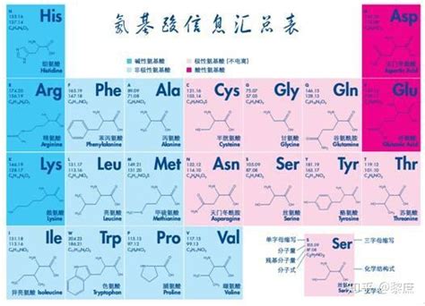 人体需要的氨基酸都有几种 知乎