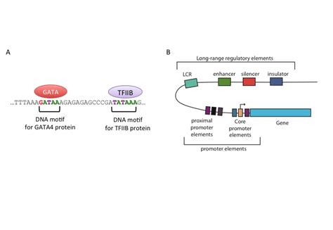 1 2 Elements Of Gene Regulation Computational Genomics With R