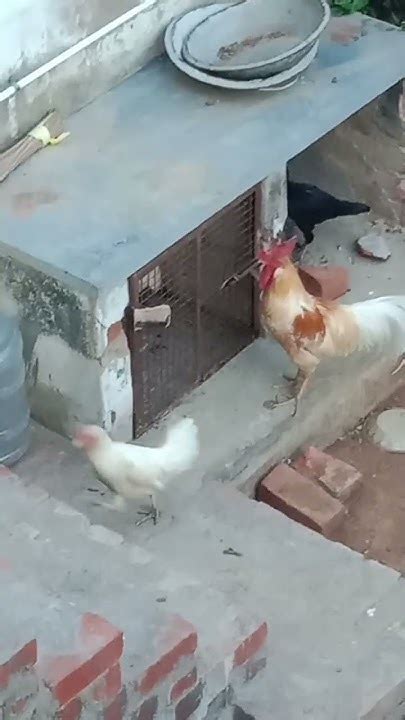 Kozhikoothugal Funnychicken Funnyvideo Funny Husbandsothanaigal