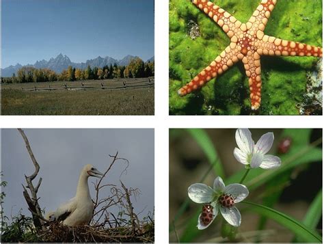 Four Color Images From The Berkeley Segmentation Datasets Download Scientific Diagram