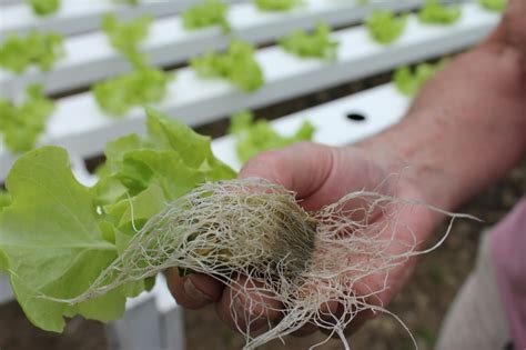 The Importance Of Dissolved Oxygen In A Nutrient Solution Pure Hydroponics