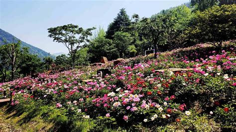 창녕군 영산면 ‘함박공원에 작약꽃 함박~ 뉴스로