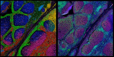 Spatial Proteomics And Deep Visual Proteomics A Revolution In Cell Biology The Scientist