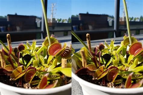 crossview stereoscopy vft r venusflytraps