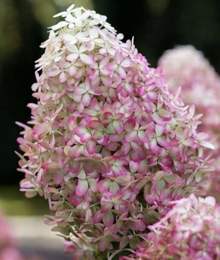 Гортензия метельчатая Royal Flower