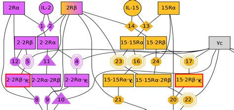 Github Meyer Lab Gc Cytokines A Binding Reaction Model For The Common Gamma Chain Receptor