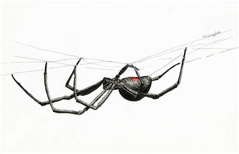 Black Widow Spider Drawing In Pencil