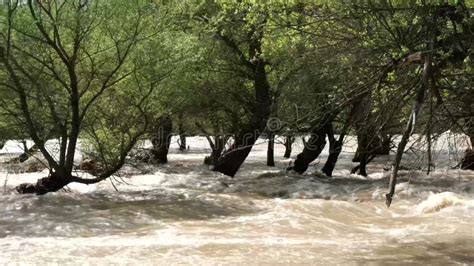 Flooded Trees By The River In Springtime Stock Footage Video Of Overrun Trunks 318569656