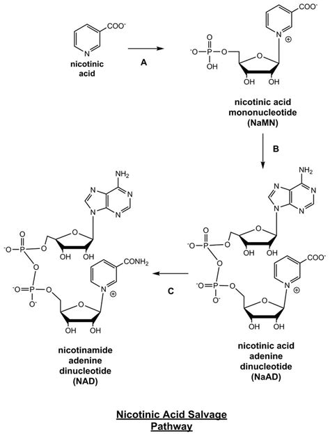 Nicotinic Acid Salvage Pathway Preiss Handler Pathway Enzymes Are A Download Scientific