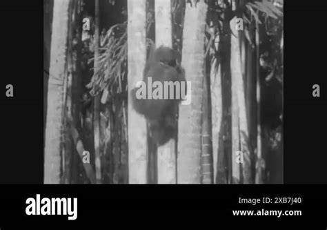1936 In This Adventure Movie A Young Orangutan Drops Coconuts On Ceylon Villagers Playing A