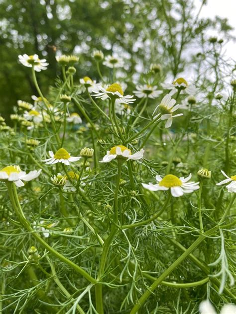 German Chamomile Wild Woods Homestead