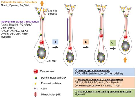 Cellular And Molecular Introduction To Brain Development Abstract Europe Pmc