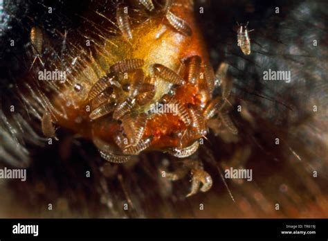 Are Larvae Parasites At Irma Rushing Blog