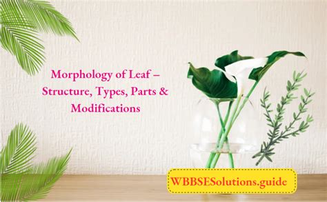 Morphology Of Leaf Structure Types Parts Modifications WBBSE Solutions
