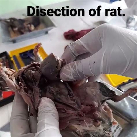 Disection Of Rat At Collage Mbbs Disection Rat Youtube